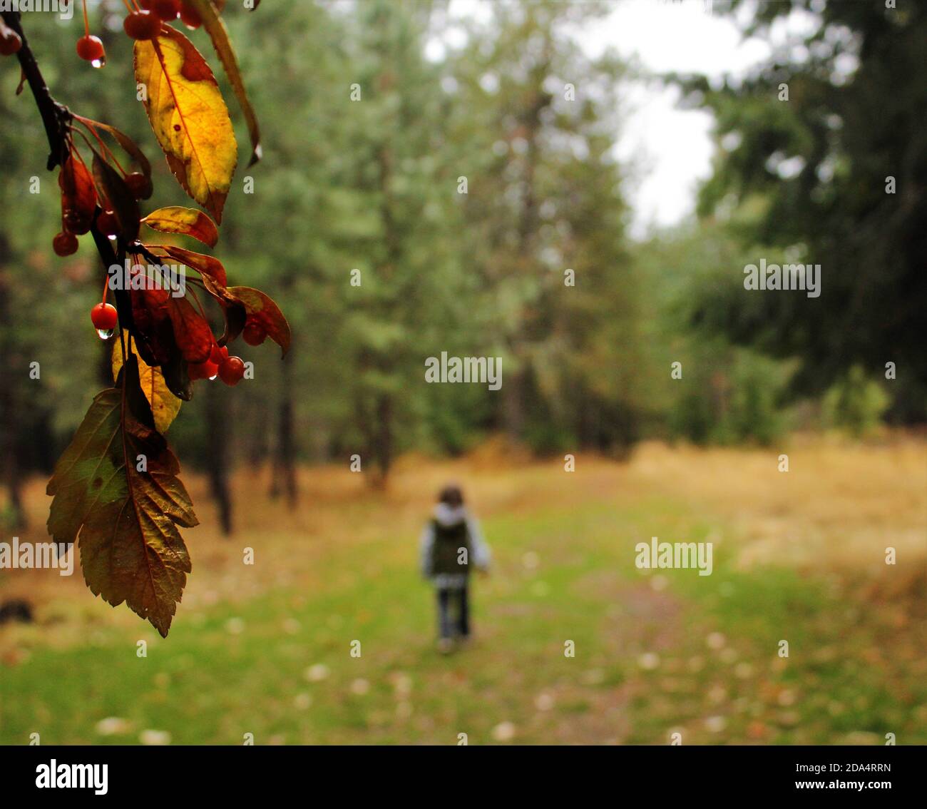 Child walking in forest alone Stock Photo - Alamy