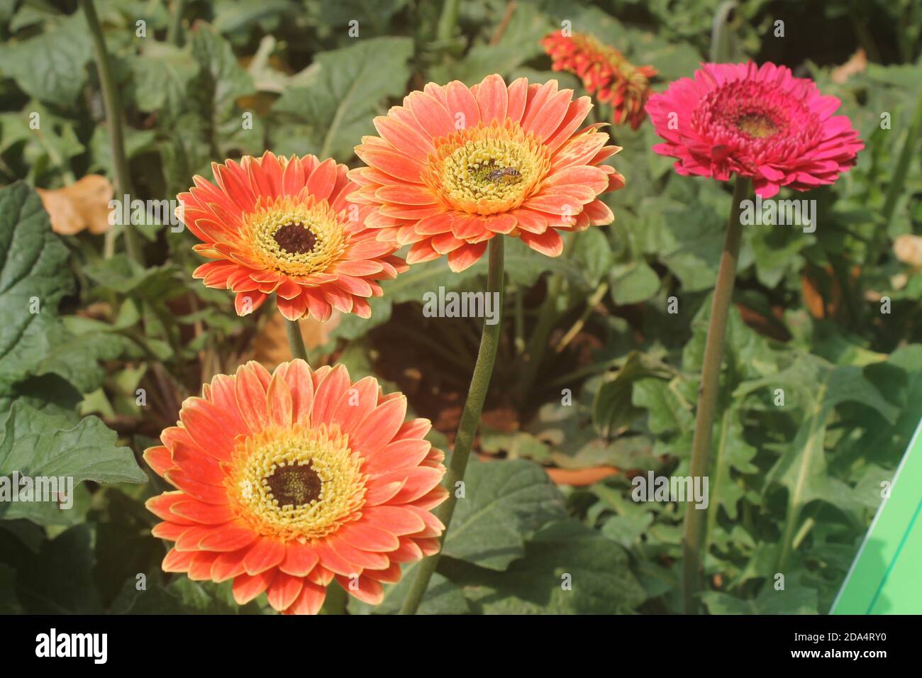 Gerberas in full bloom hi-res stock photography and images - Alamy