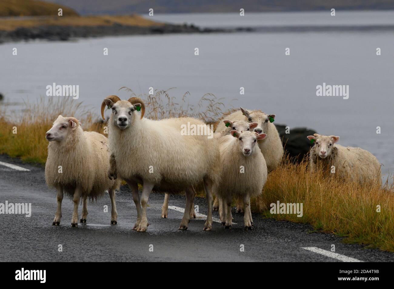 Sheep crossing water hi-res stock photography and images - Alamy