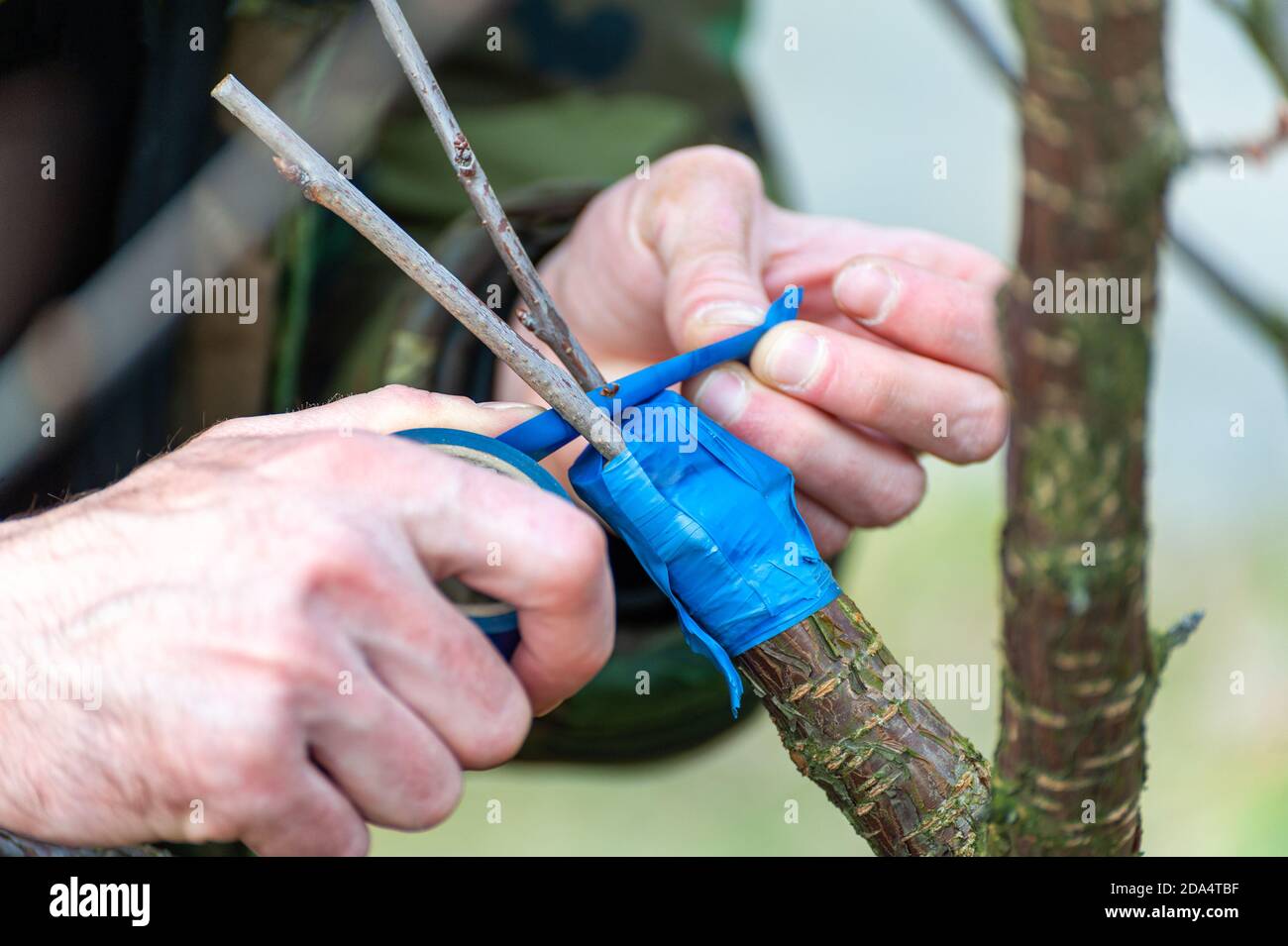Season pruning of trees. The farmer looks after the orchard Stock Photo ...