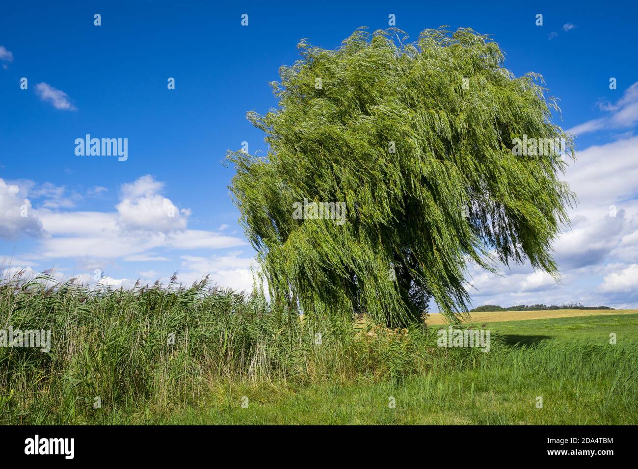 Weeping meadow hi-res stock photography and images - Alamy