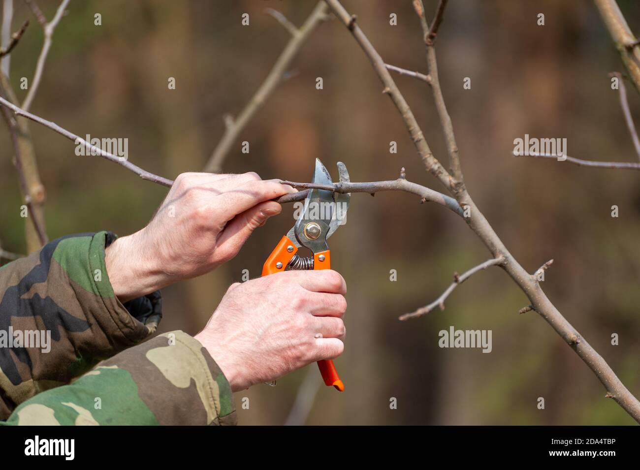 Season pruning of trees. The farmer looks after the orchard Stock Photo ...