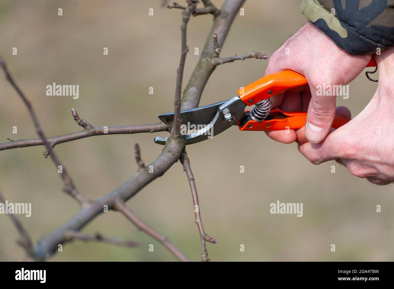 Season pruning of trees. The farmer looks after the orchard Stock Photo ...