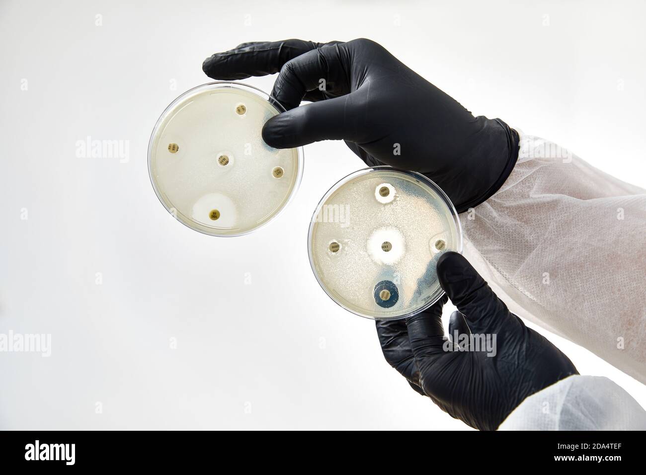 chemist wearing gloves at laboratory. testing process with glass plate ...