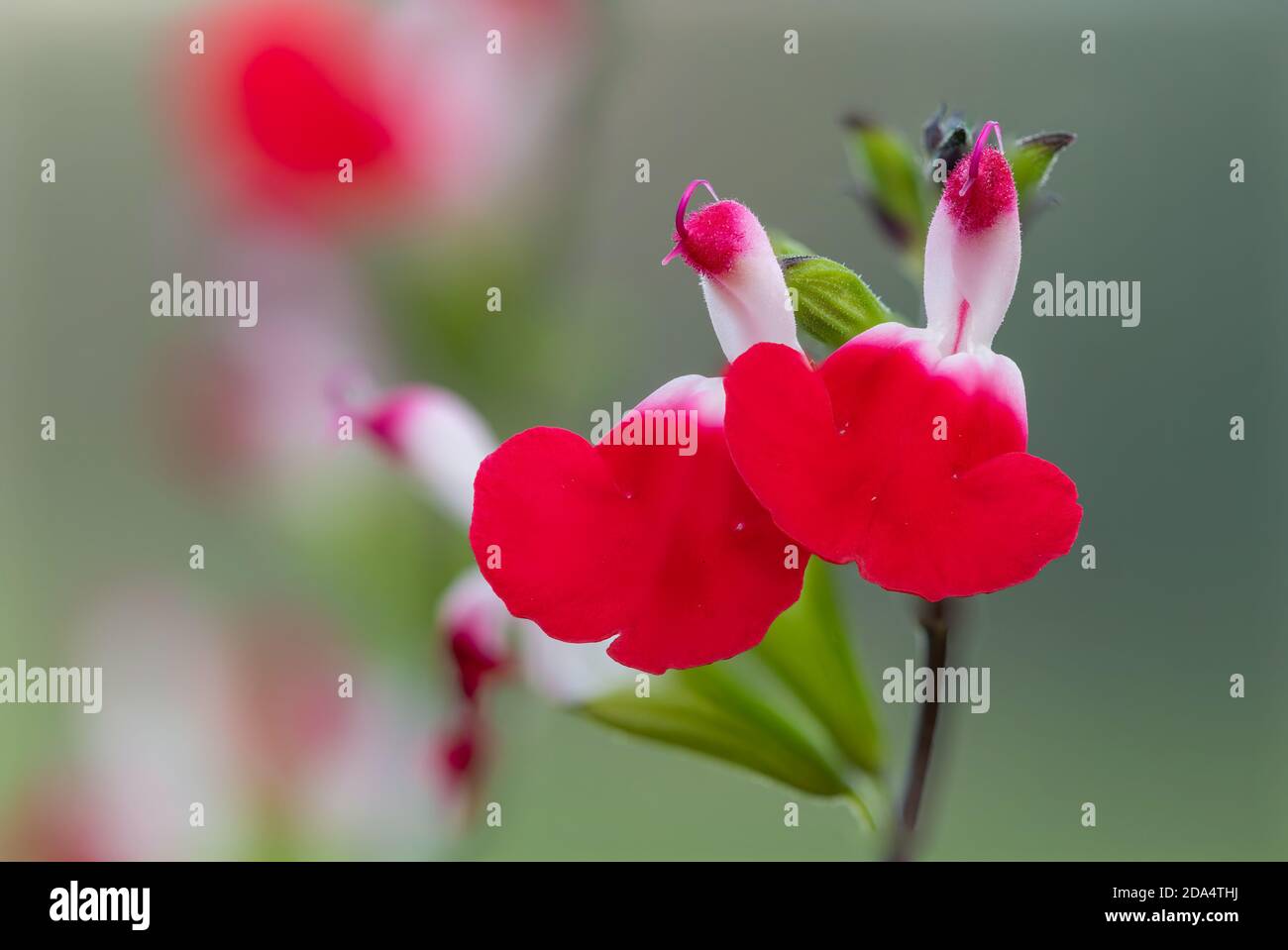 Salvia hot lips hi-res stock photography and images - Alamy