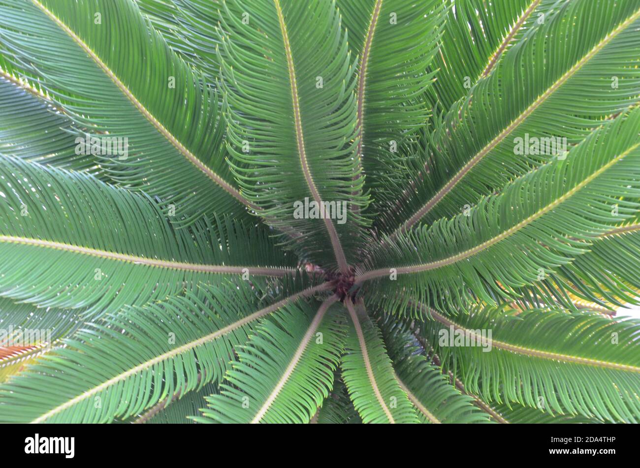 Top part palm tree hi-res stock photography and images - Alamy