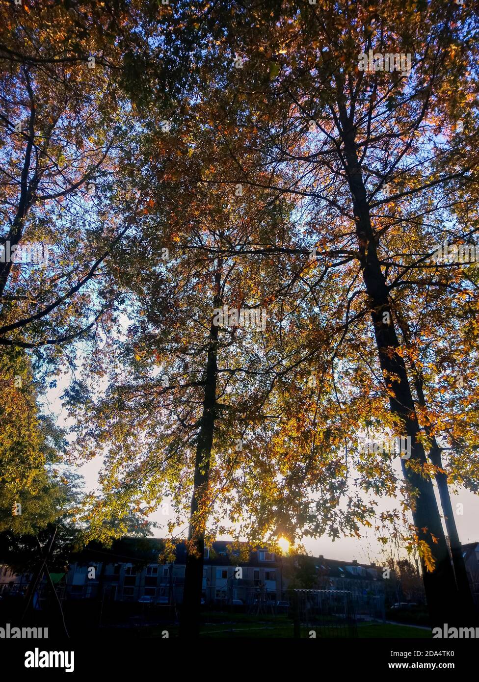 Sun shines through leaves with autumn colors Stock Photo - Alamy