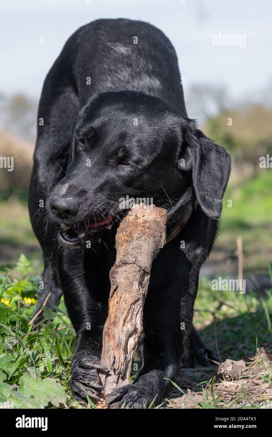 Portrait of a black Labrador puppy playing with a stick Stock Photo - Alamy