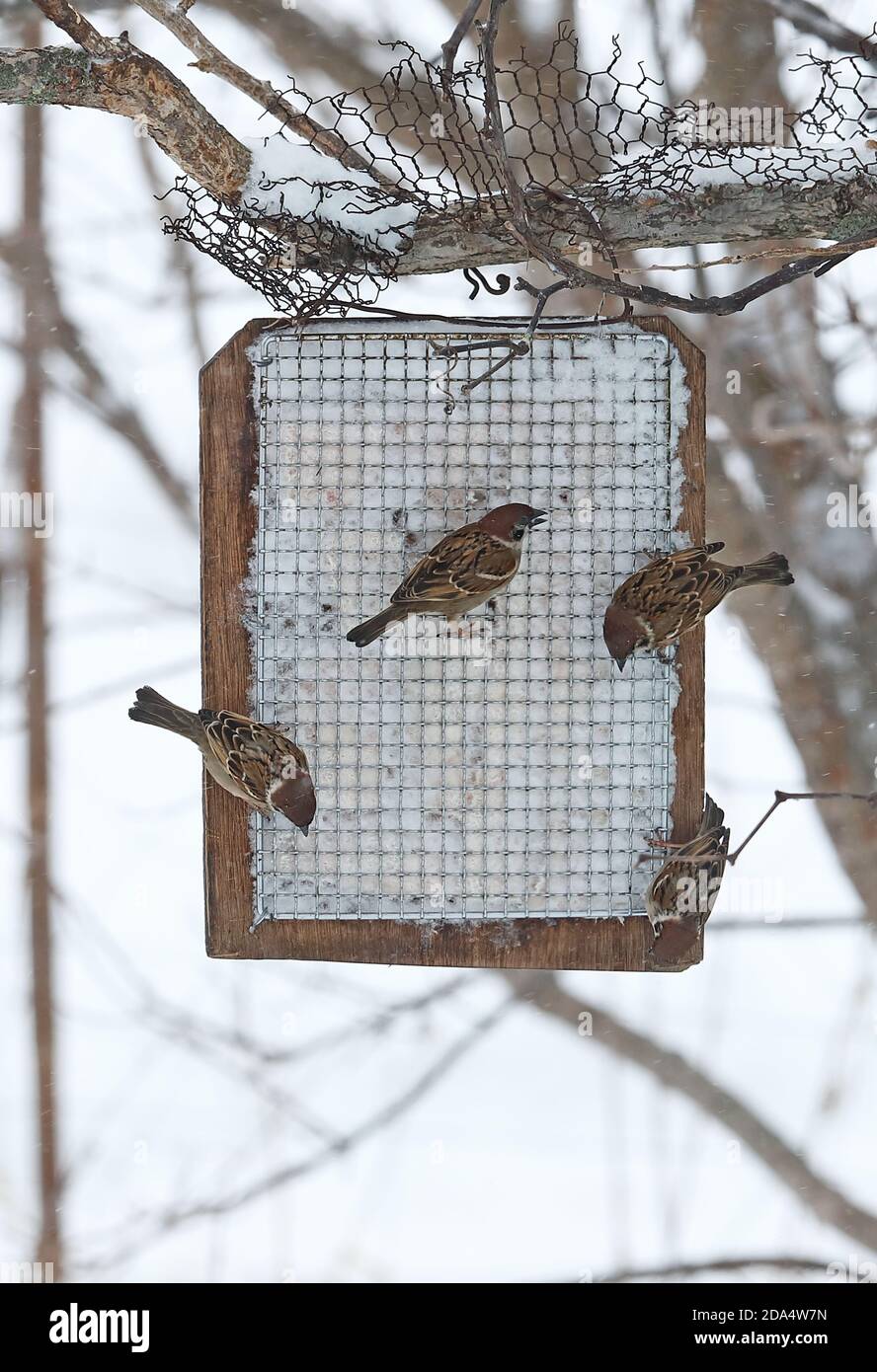 Asian sparrow hi-res stock photography and images - Alamy