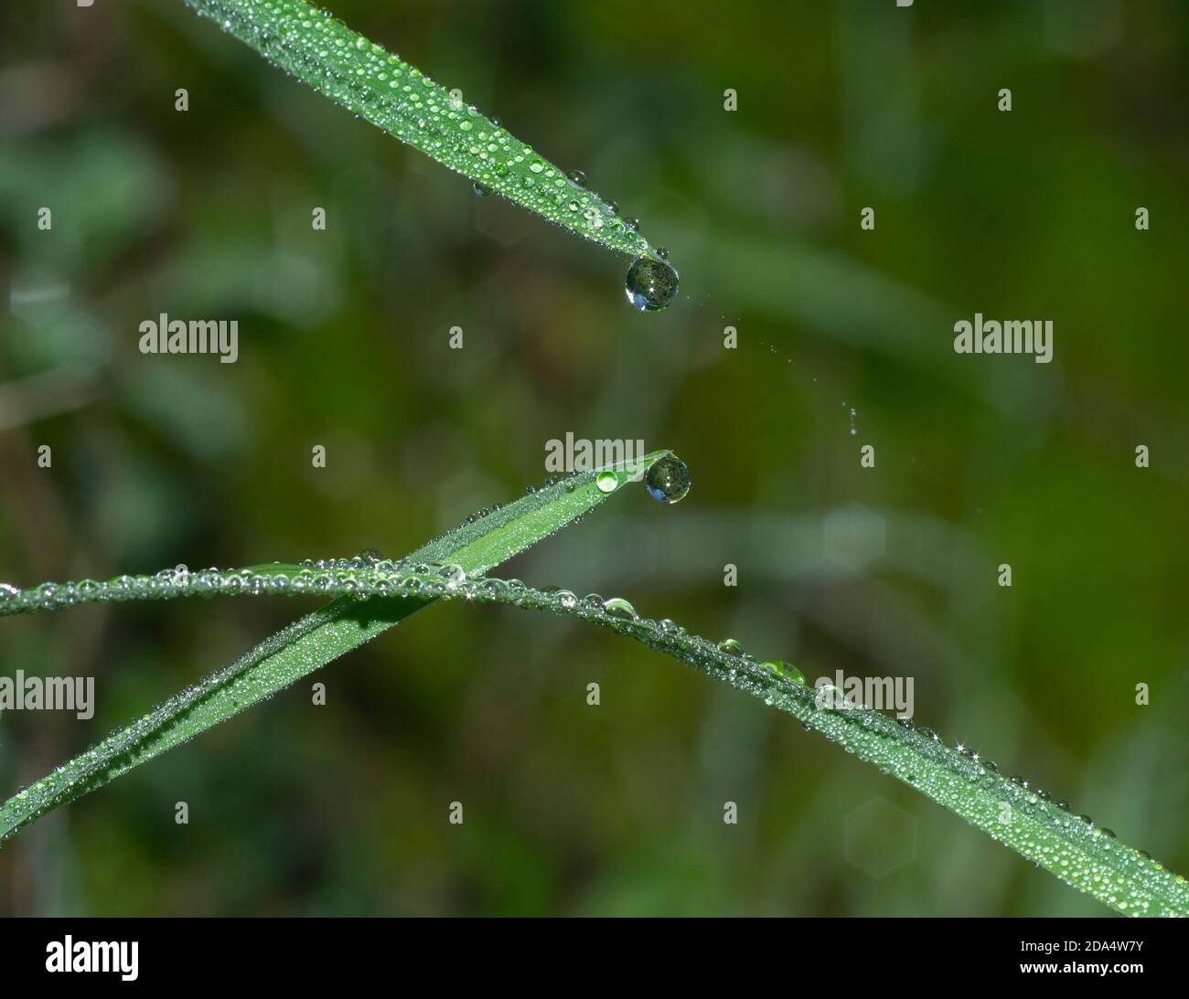 Dew_drop hi-res stock photography and images - Alamy