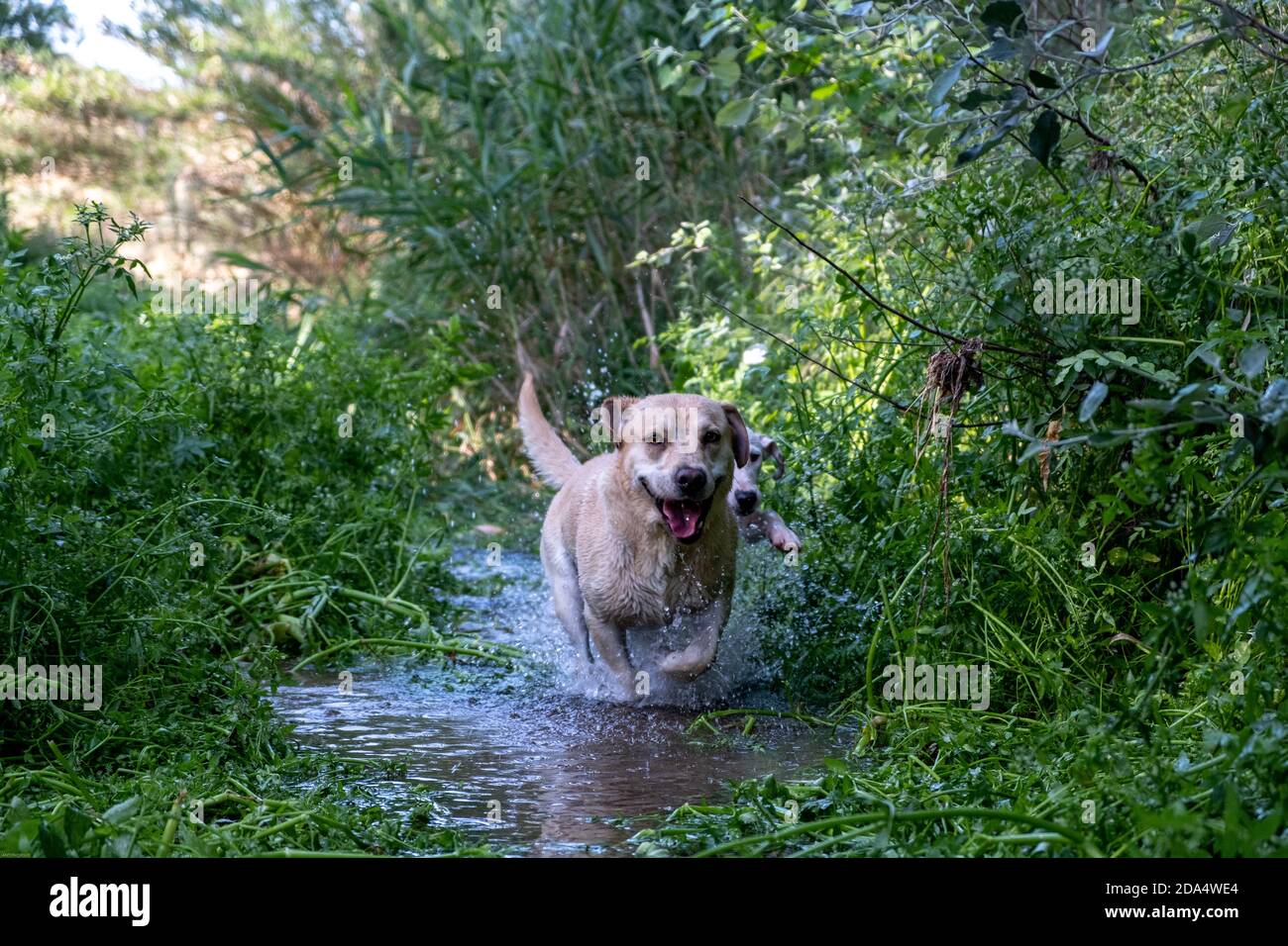White labrador running down a stream surrounded by tall green grasses ...