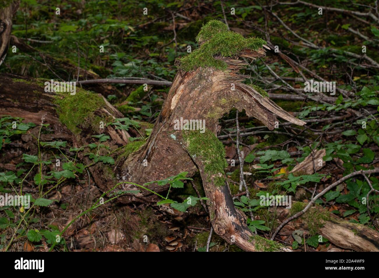 moss growing on a rotting tree lying on ground in a dark forest Stock ...