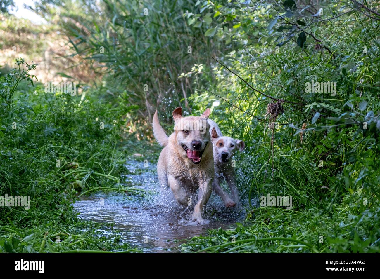 Two white dogs playing and running in a stream surrounded by reeds and ...