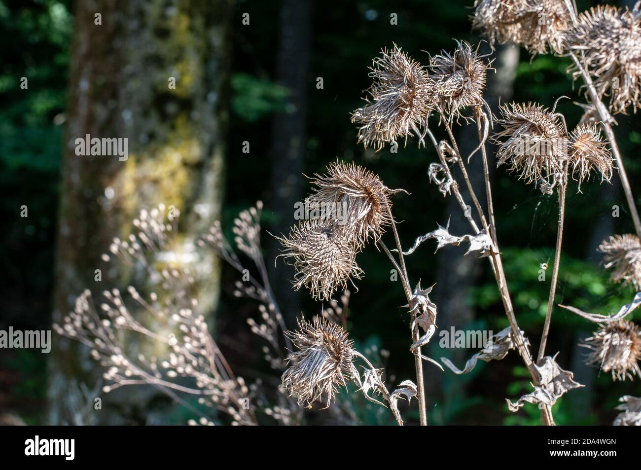 Close up wilted thistle hi-res stock photography and images - Alamy