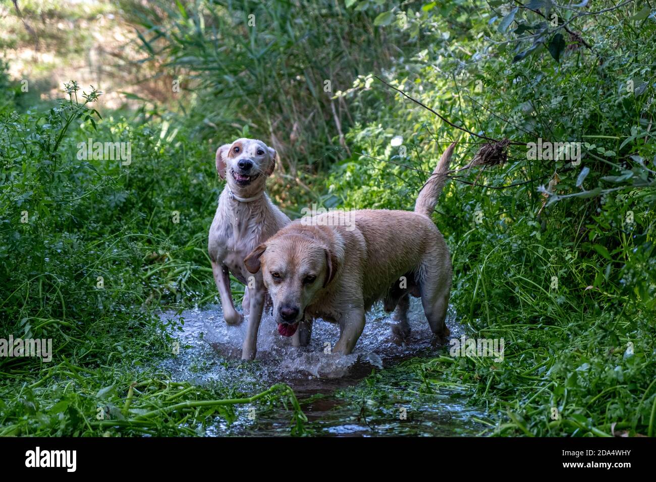 Two white dogs playing and running in a stream surrounded by reeds and ...