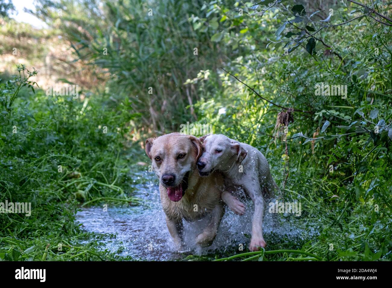 Two dogs playing in tall grass hi-res stock photography and images - Alamy
