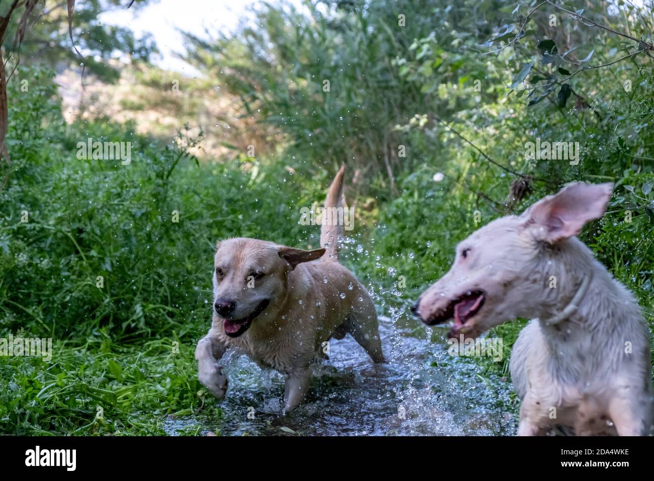 Two white dogs playing and running in a stream surrounded by reeds and ...