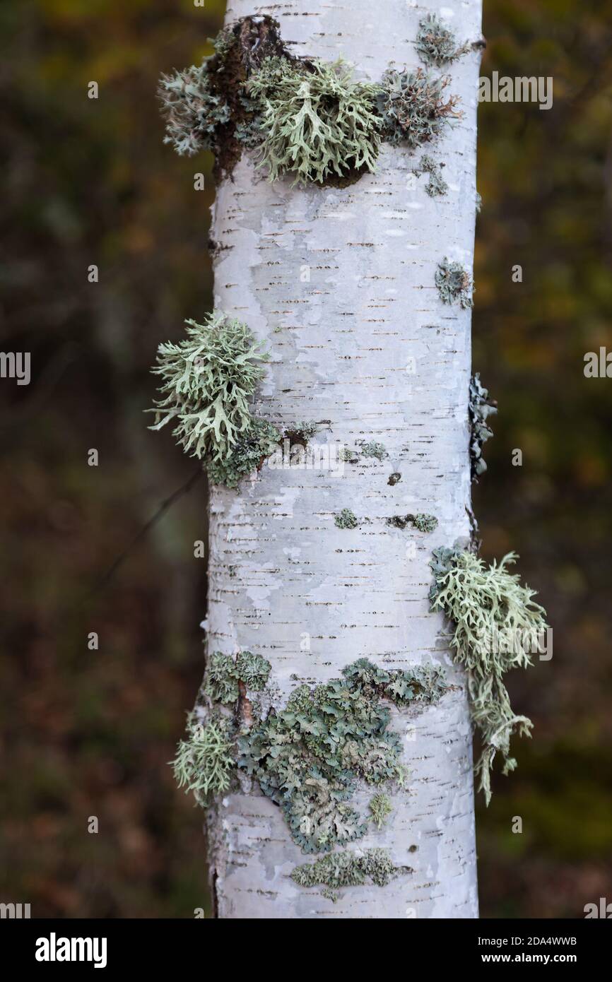 Close-up shot of a silver birch tree covered by green moss against an ...