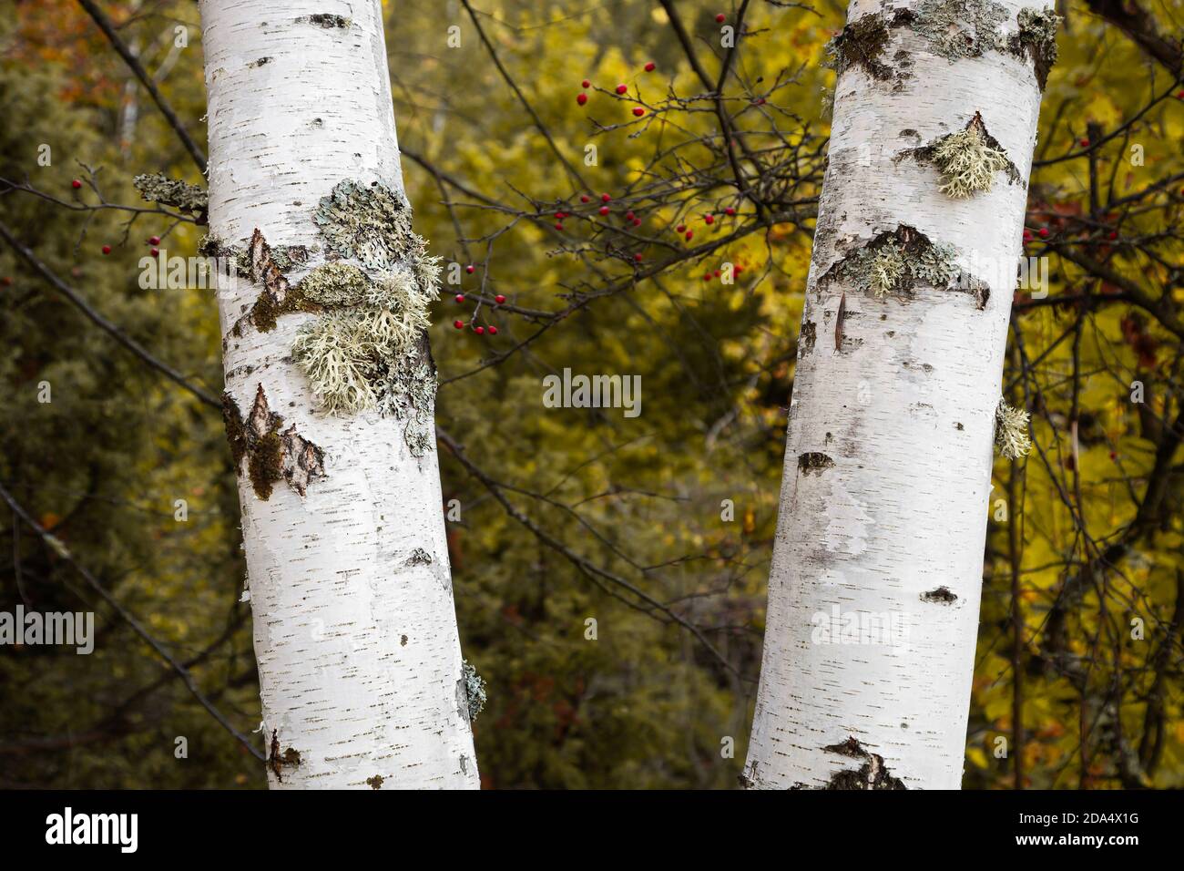 Two silver birch trees covered by moss, golden, autumn colored leaves ...