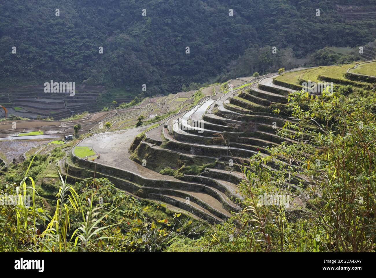 Hapao rice terraces near Banaue Stock Photo - Alamy