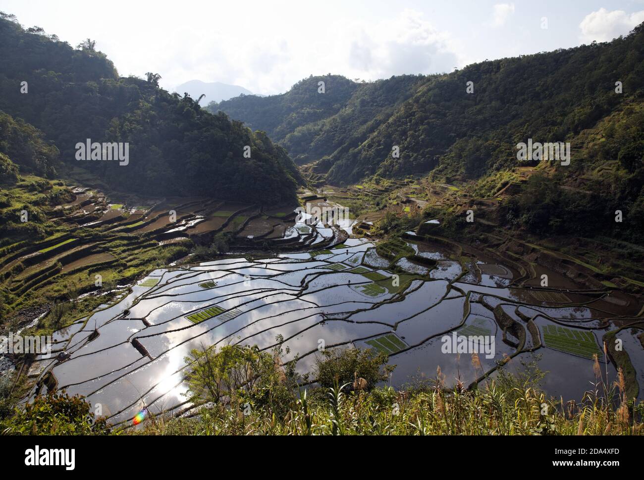 rice terraces near Banaue Stock Photo - Alamy