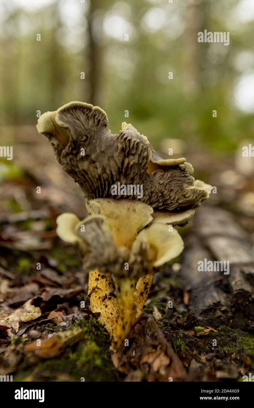 Closeup of chanterelle pale mushroom Stock Photo - Alamy