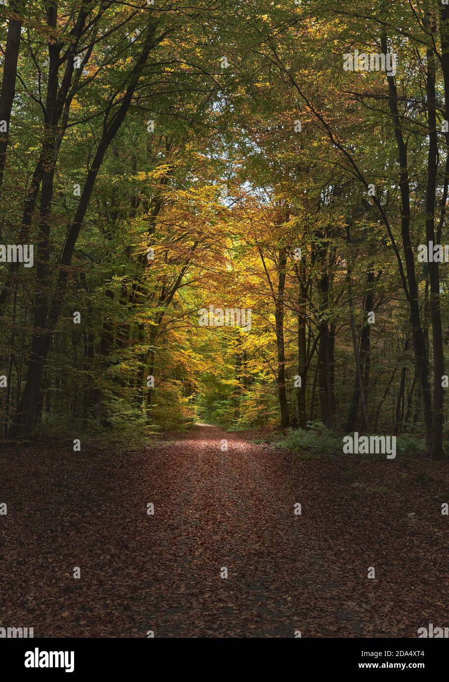 Path on an autumnal day in a forest in Germany Stock Photo - Alamy