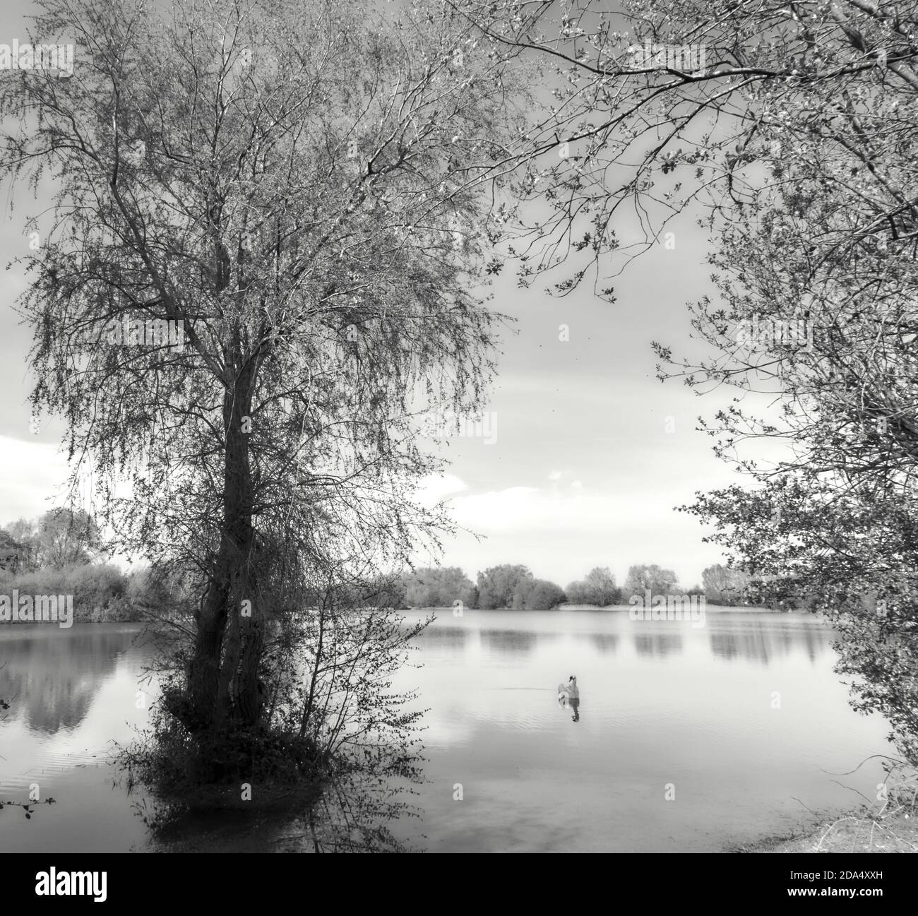 Grayscale shot of a graceful swan floating in the calm lake Stock Photo ...