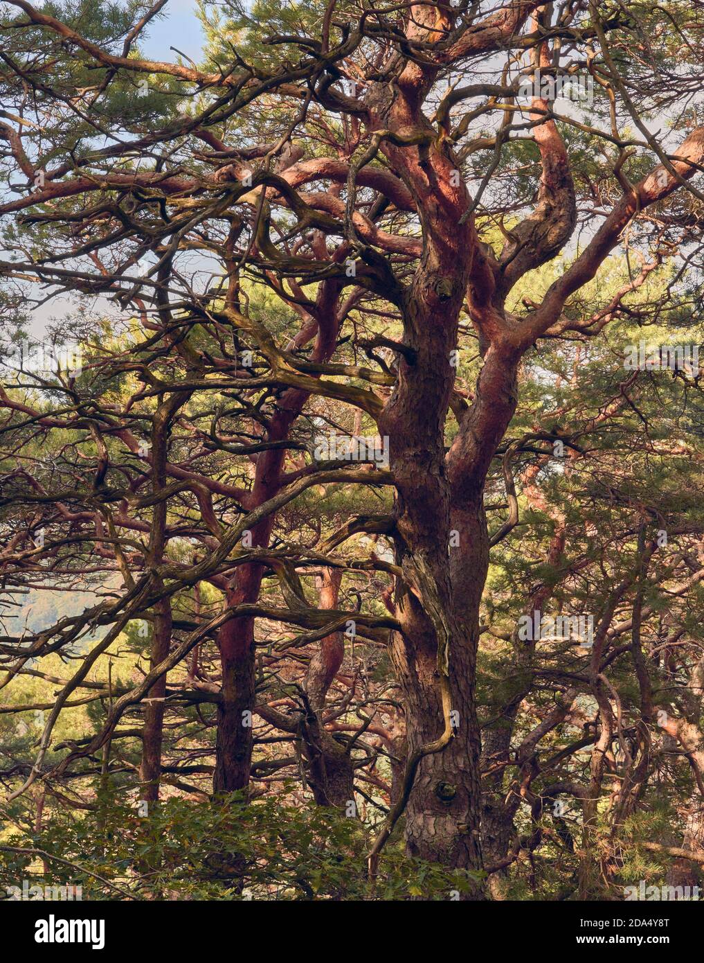 Mixture trees forest hi-res stock photography and images - Alamy