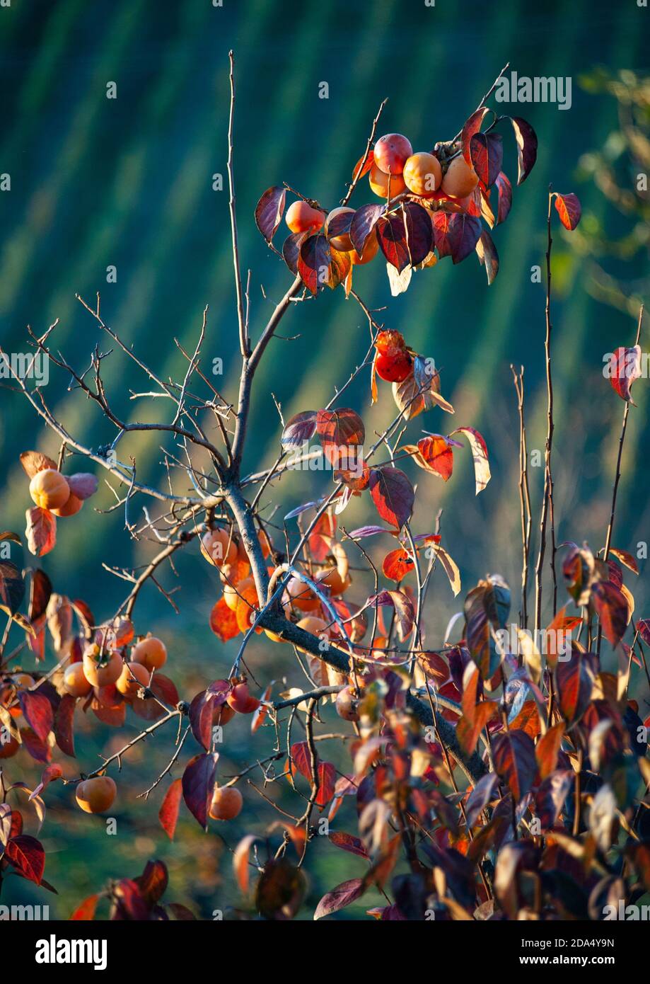 Kako tree hi-res stock photography and images - Alamy