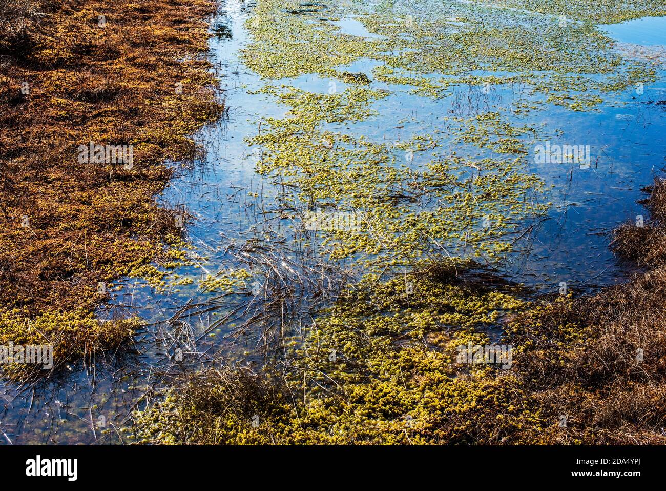 Swamp with blue reflection in Kemeri National park Stock Photo - Alamy