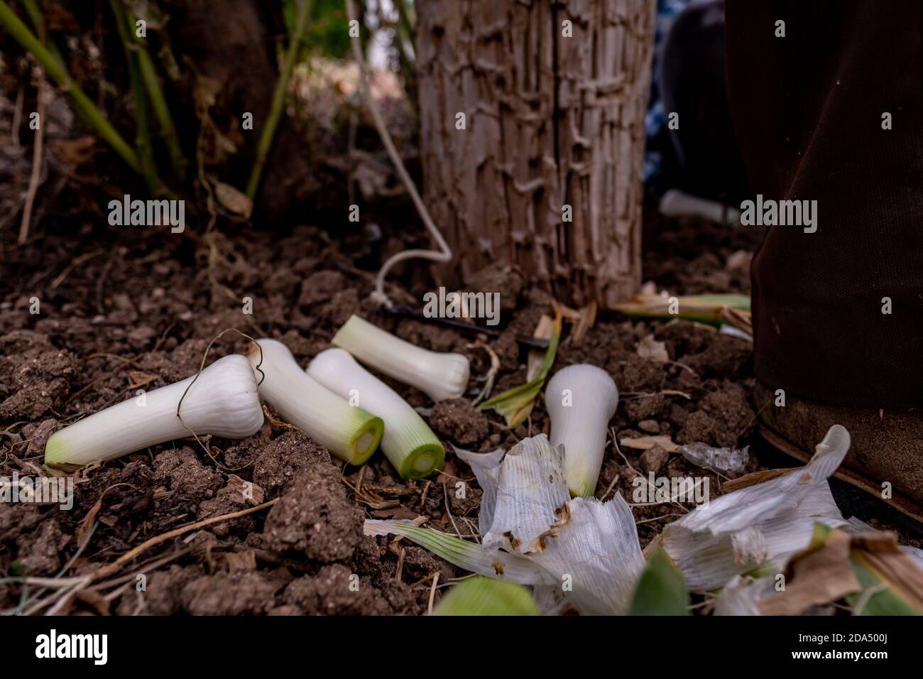 Leeks arranged on dirt ground with a stump in the background Stock ...