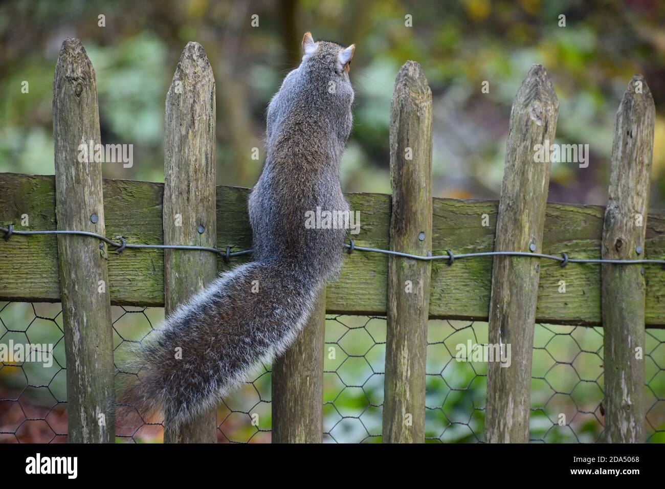 Steel grey squirrels have contrasting pale underparts They are ...