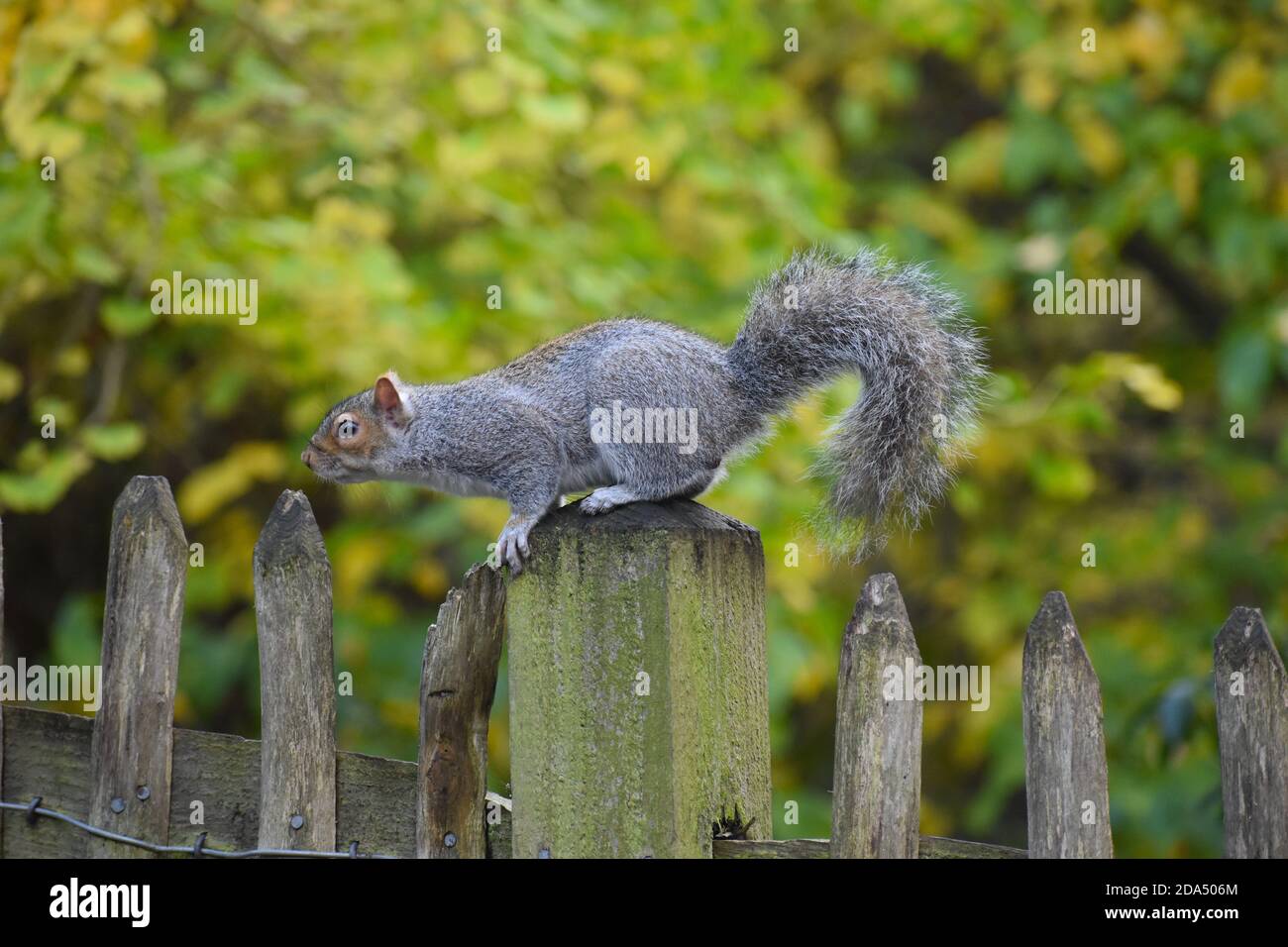 Grey squirrel has silver coat brownish face feet pale underside It has ...