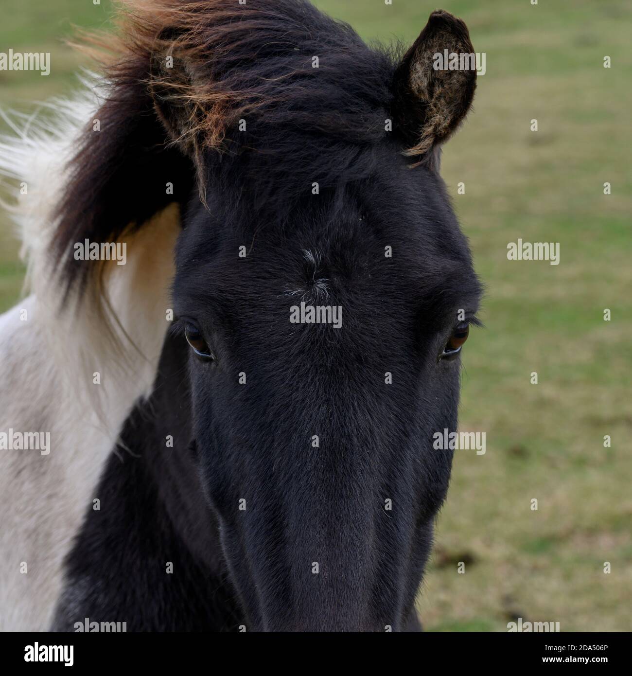 Close-up of Icelandic horse, Grindavik, Southern Peninsula Region ...