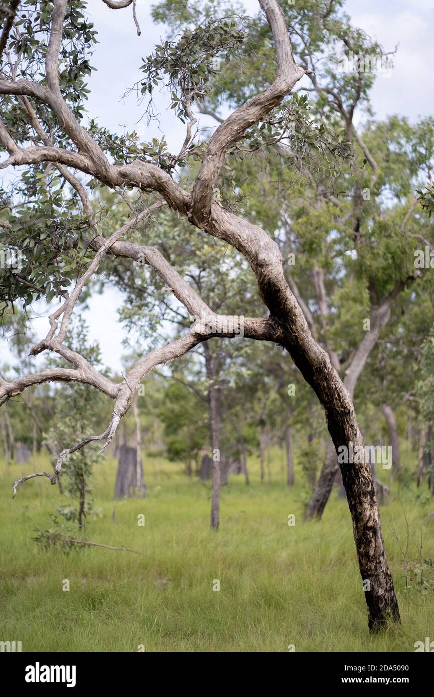 Vertical shot of a structured tree in a forest Stock Photo - Alamy