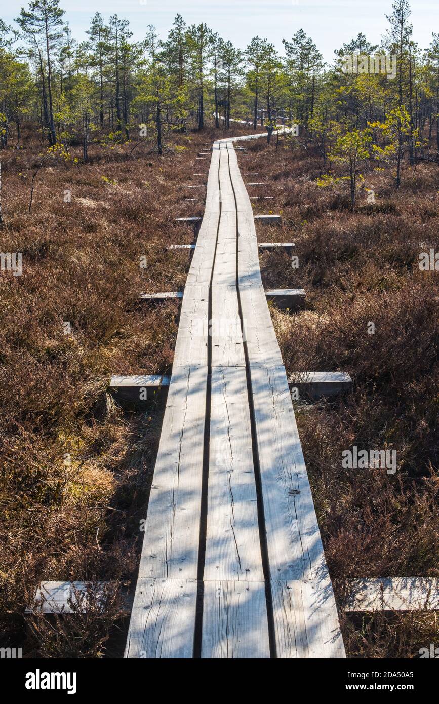 Swamp and wooden path in Kemeri National park Stock Photo - Alamy