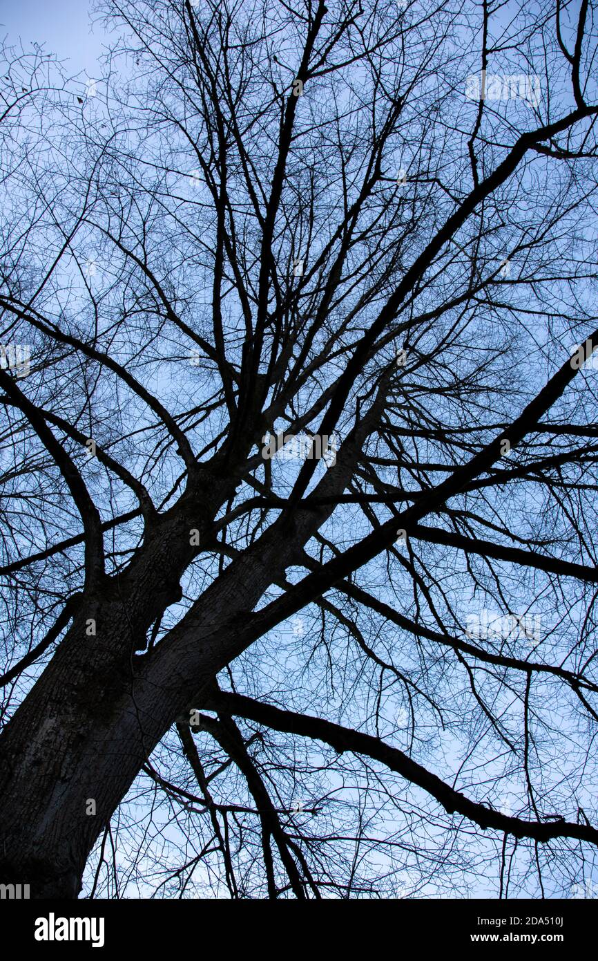 Treetops wallpaper hi-res stock photography and images - Alamy