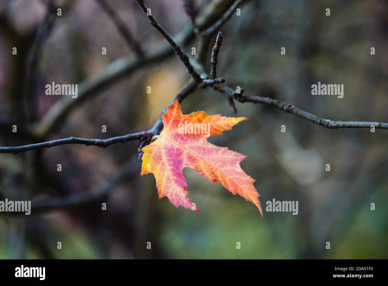 Silver Maple Twig