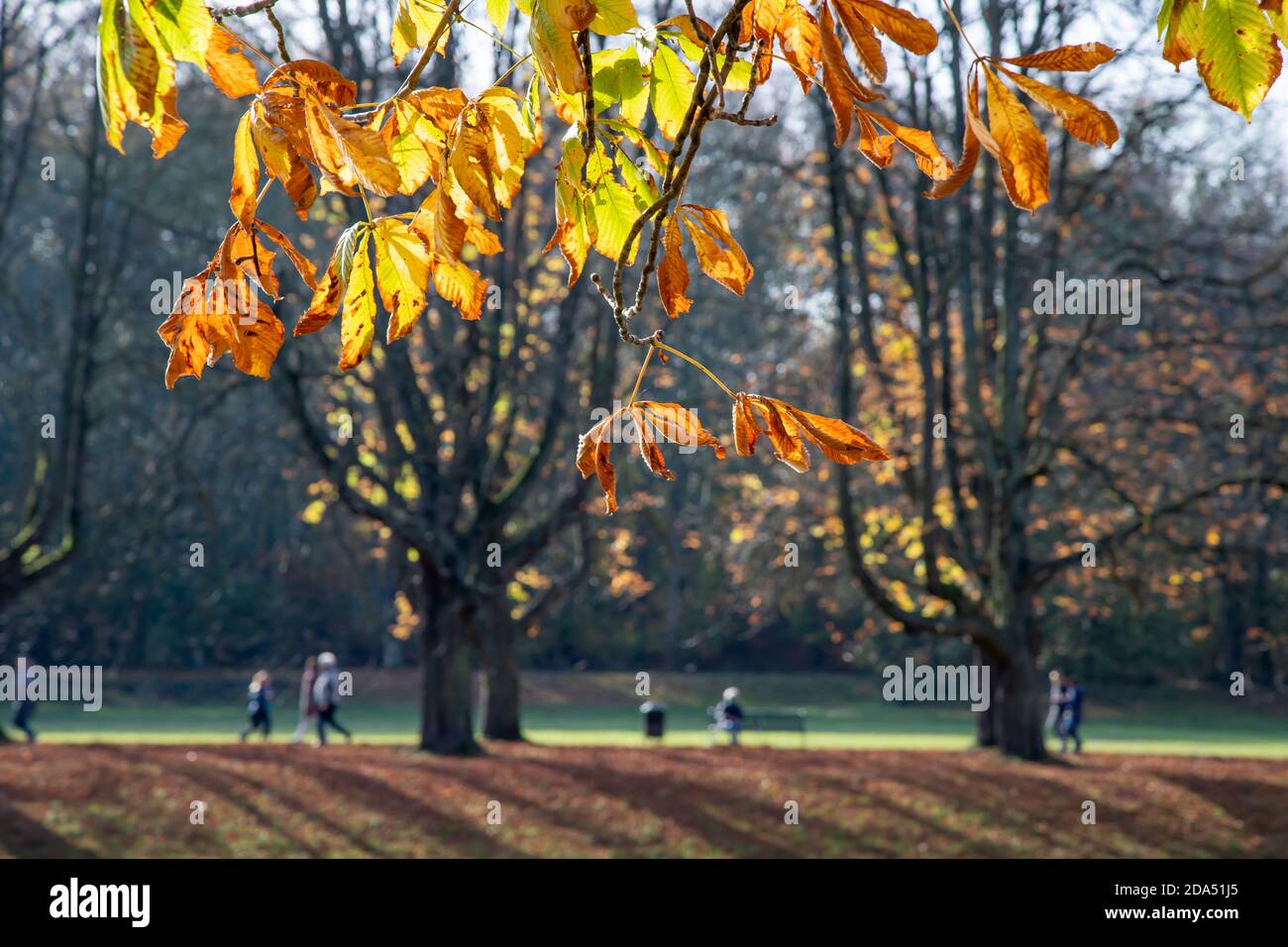 people walking in a park, focus on the foreground foliage, blurred ...