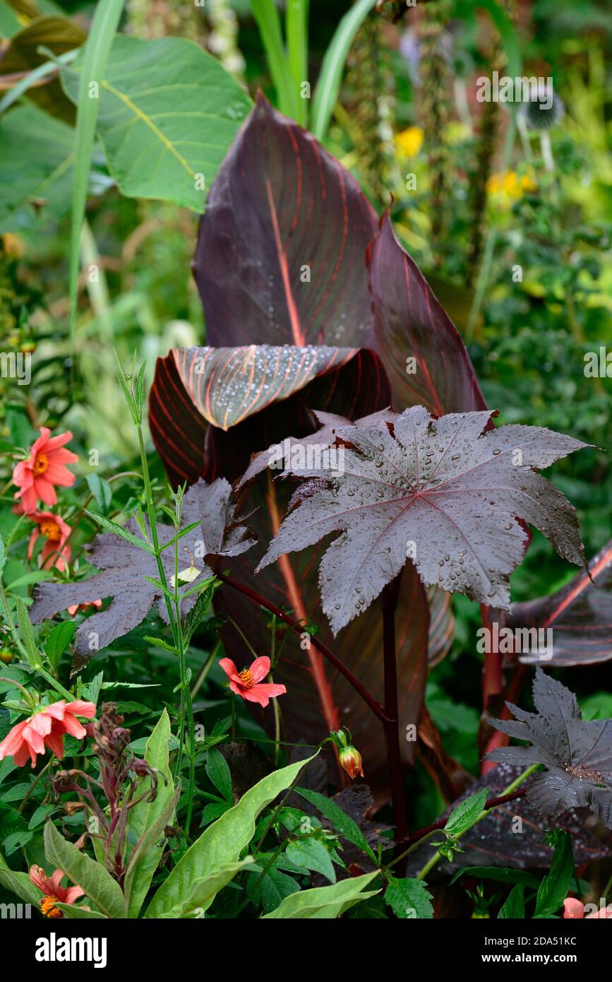 Dahlia dark hi-res stock photography and images - Alamy