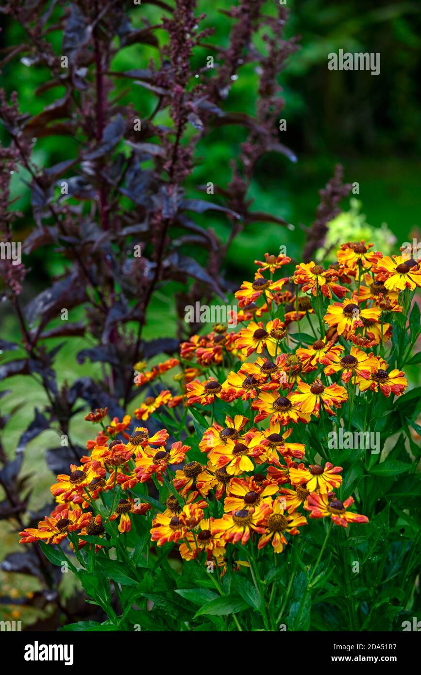 helenium sahin's early flowerer Stock Photo - Alamy