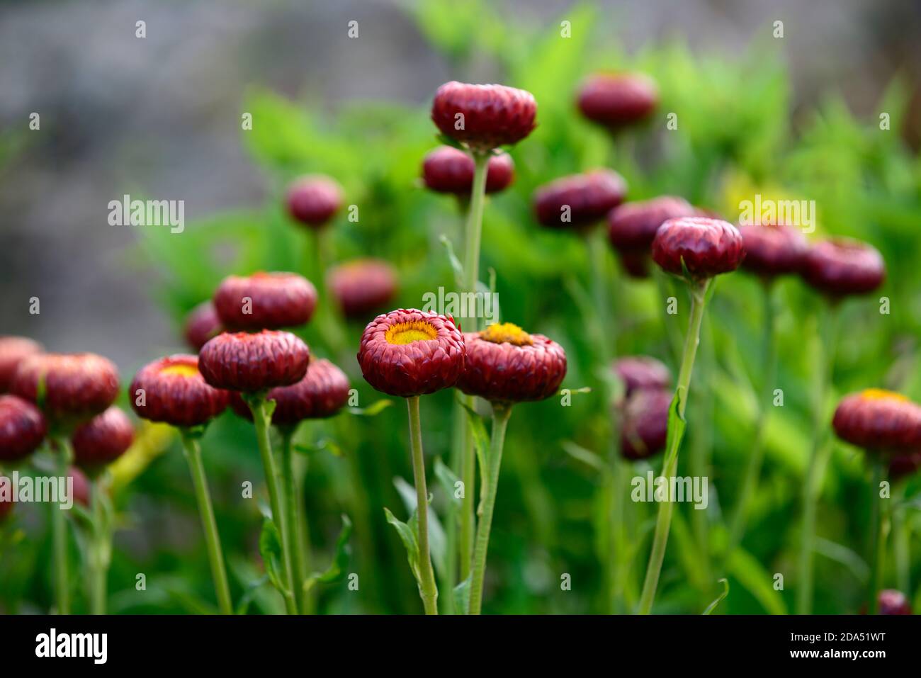 Giant red strawflower hi-res stock photography and images - Alamy