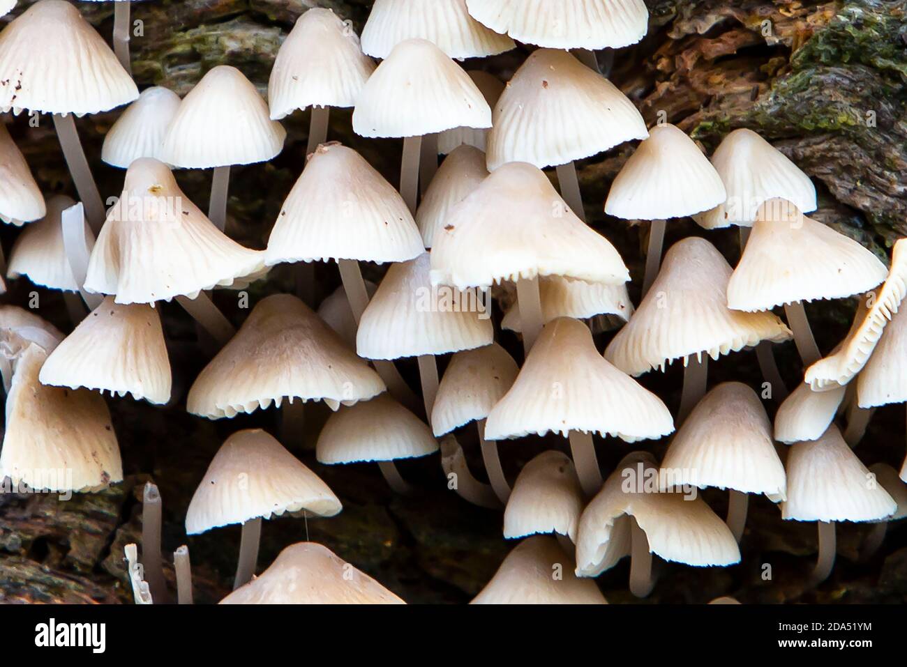Cluster of mushrooms hi-res stock photography and images - Alamy
