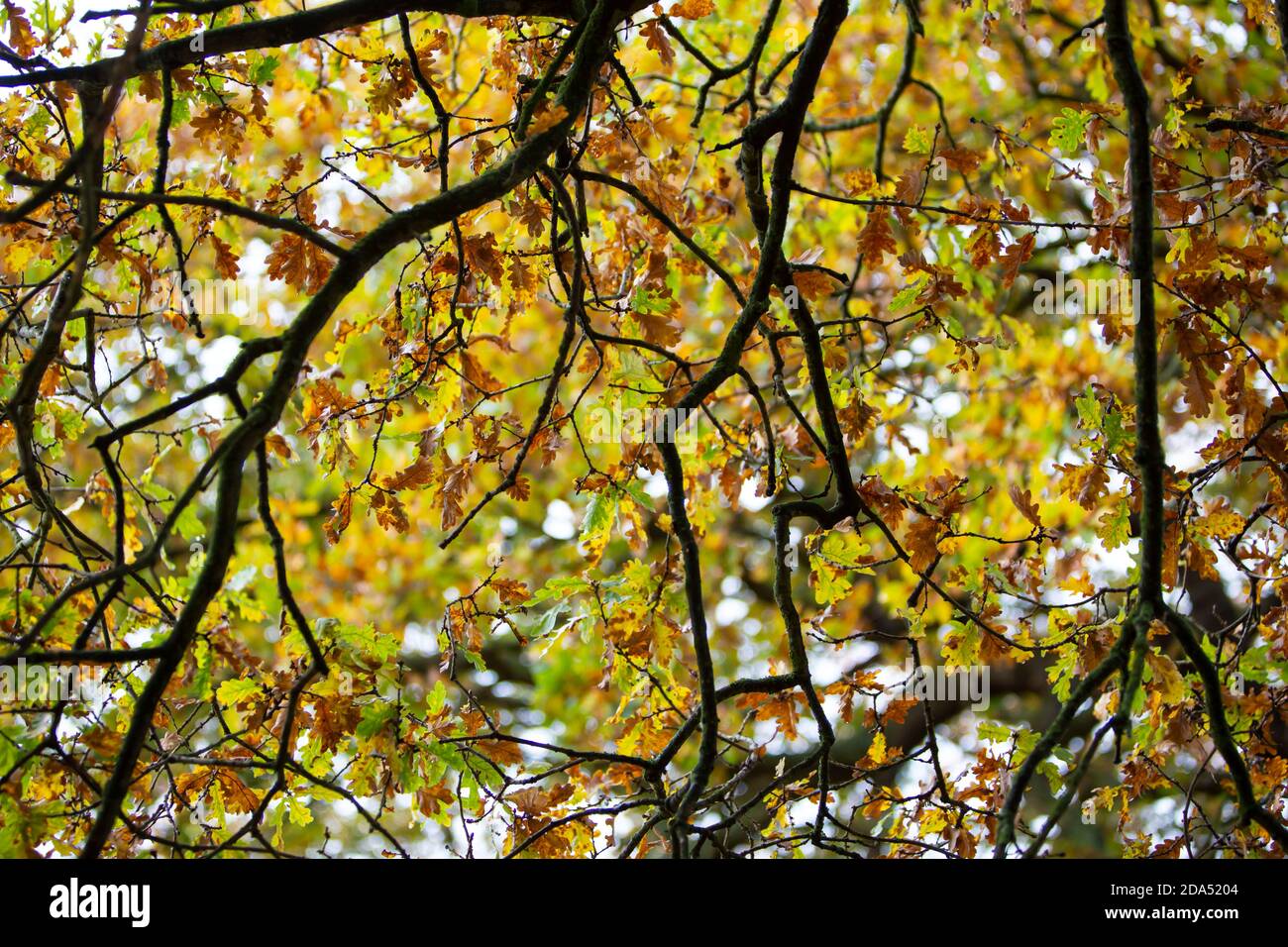 Autumn oak tree leaves on a branch Stock Photo - Alamy