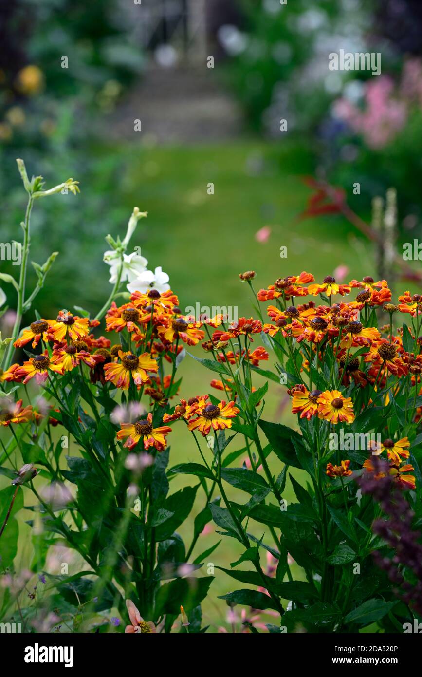 helenium sahin's early flowerer Stock Photo - Alamy