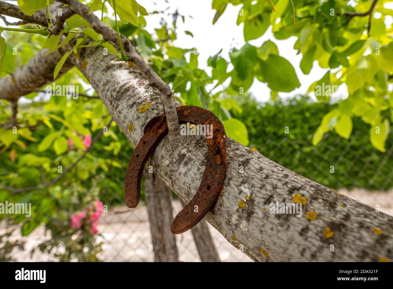 rusty horseshoe hanging from a tree branch with stained bark and green ...