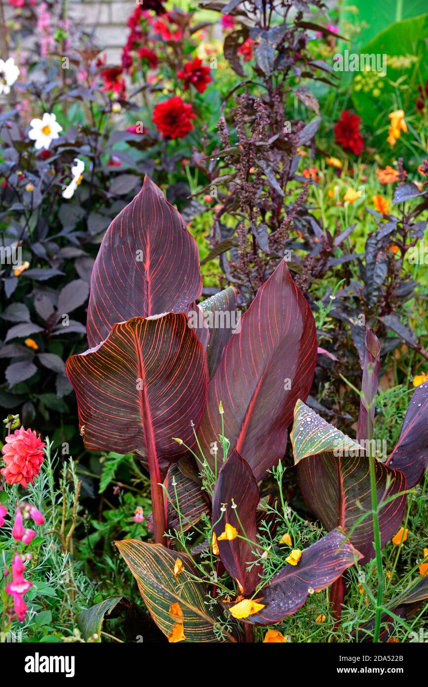 Bronze foliage dahlia hi-res stock photography and images - Alamy