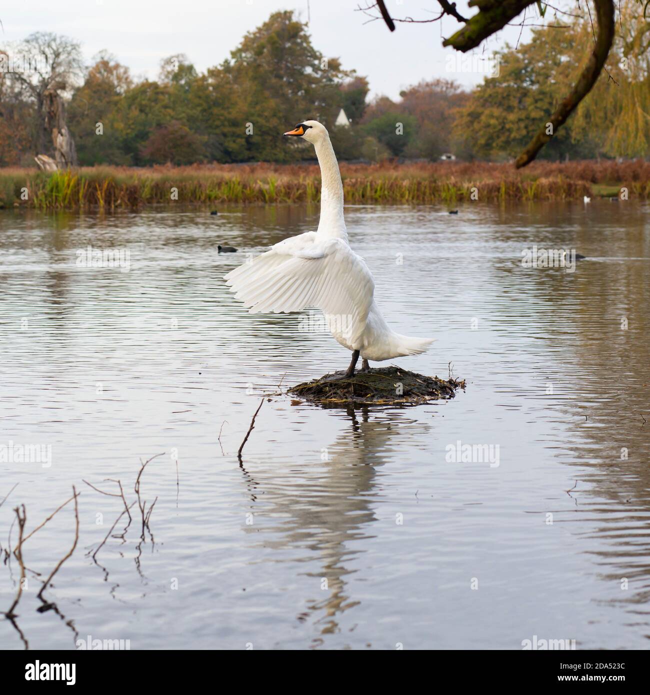 Swan with wings open and neck stretched Stock Photo - Alamy