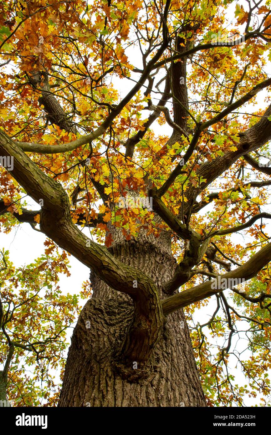 Autumn oak tree viewed from below Stock Photo - Alamy